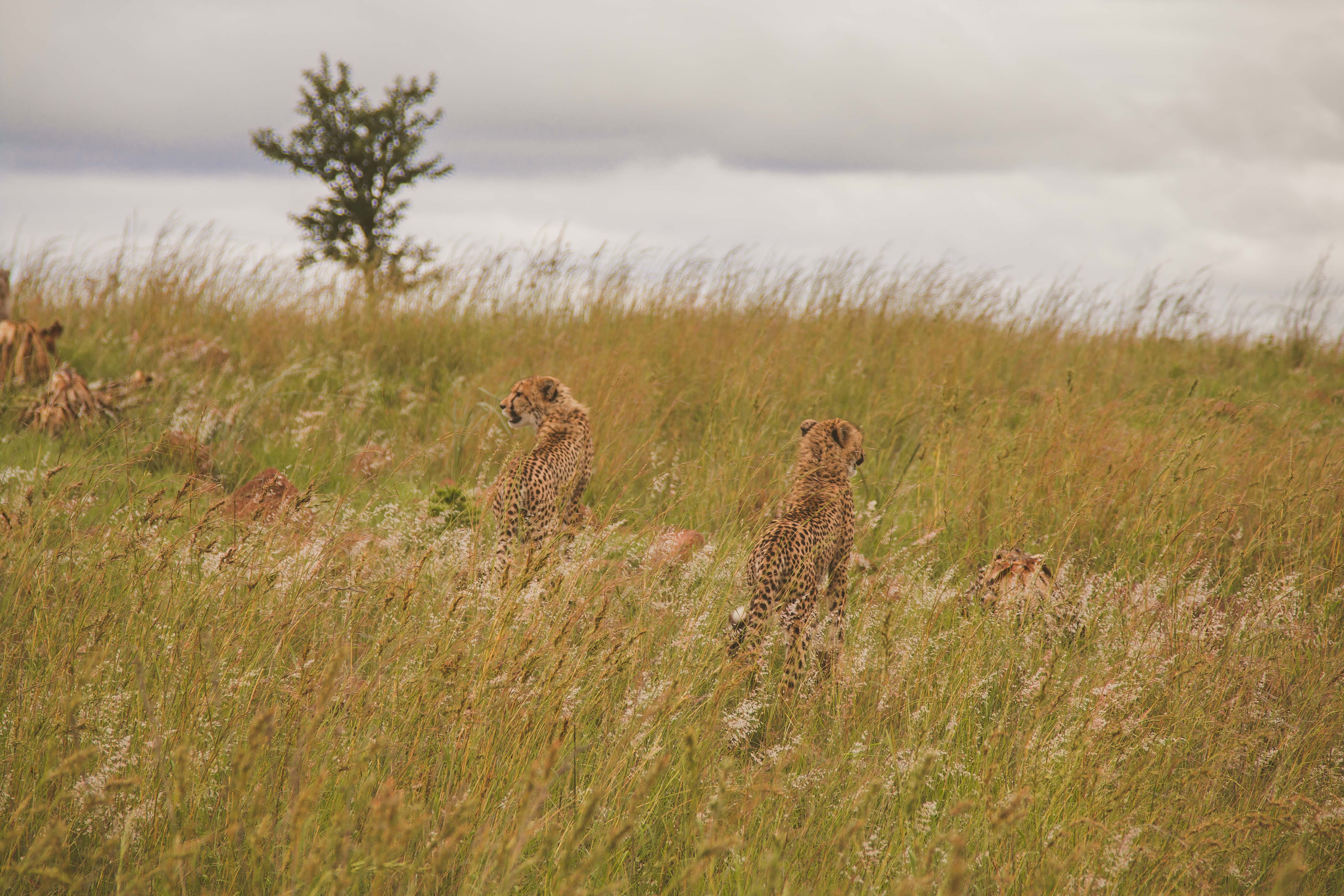 Living with Cheetahs